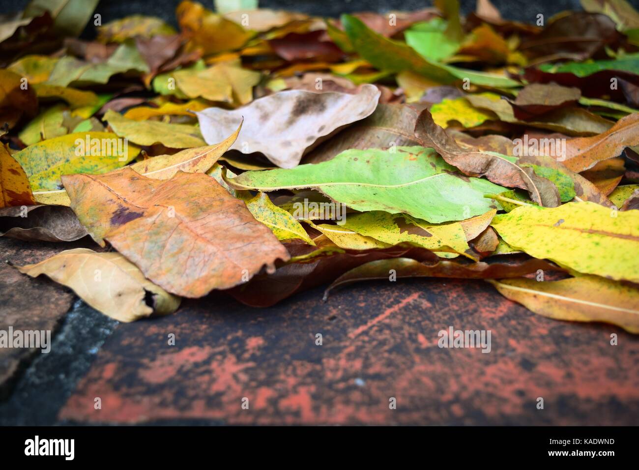 Old brick steps with autumn leaves Stock Photo - Alamy