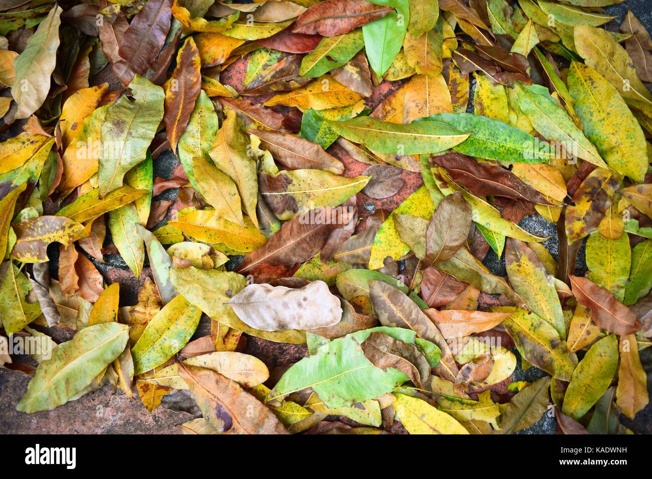 stages covered with autumn foliage Stock Photo - Alamy