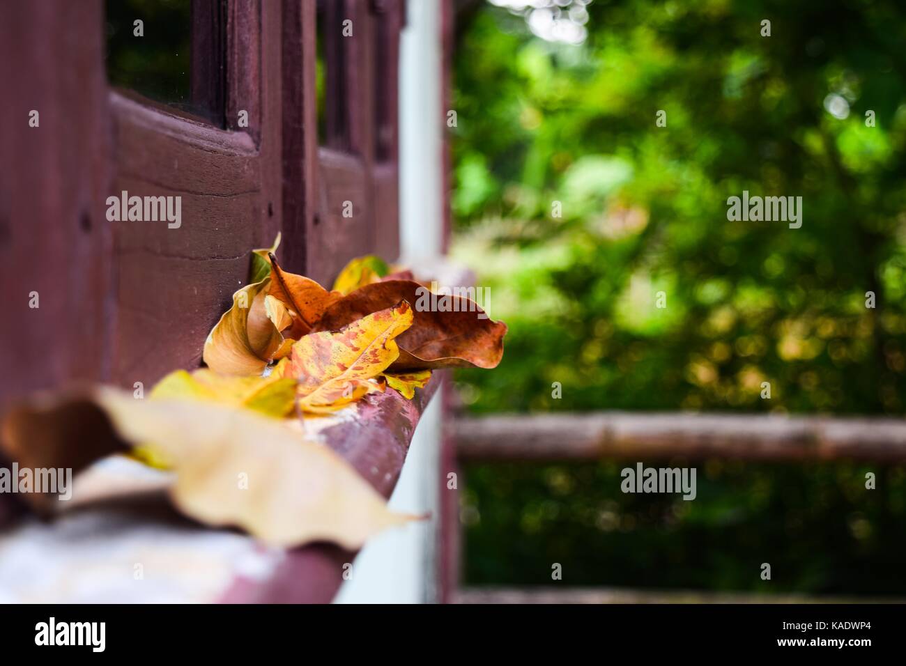 autumn background with leaves on window Stock Photo - Alamy