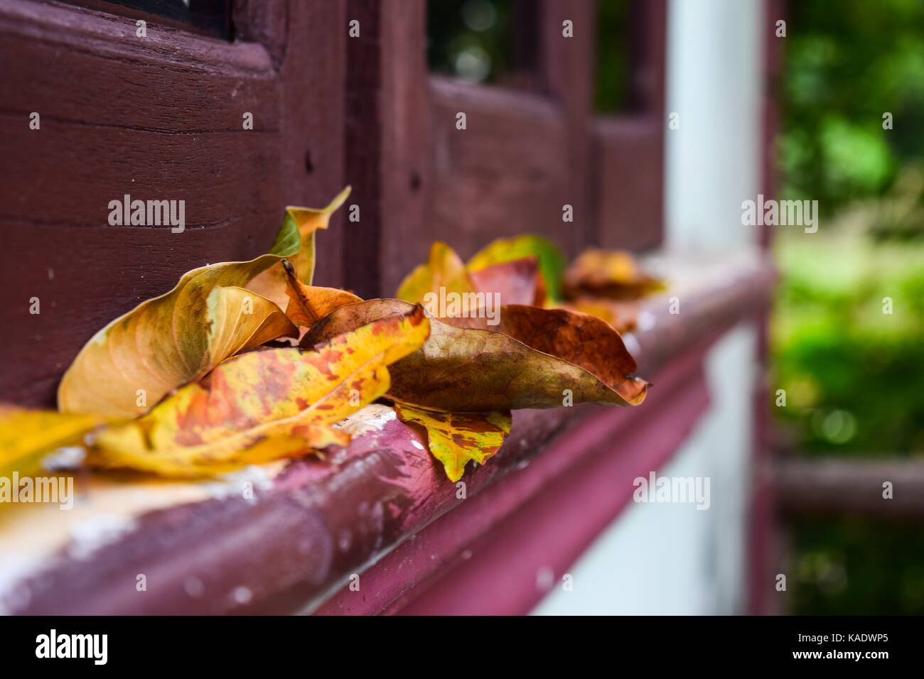autumn background with leaves on window Stock Photo - Alamy