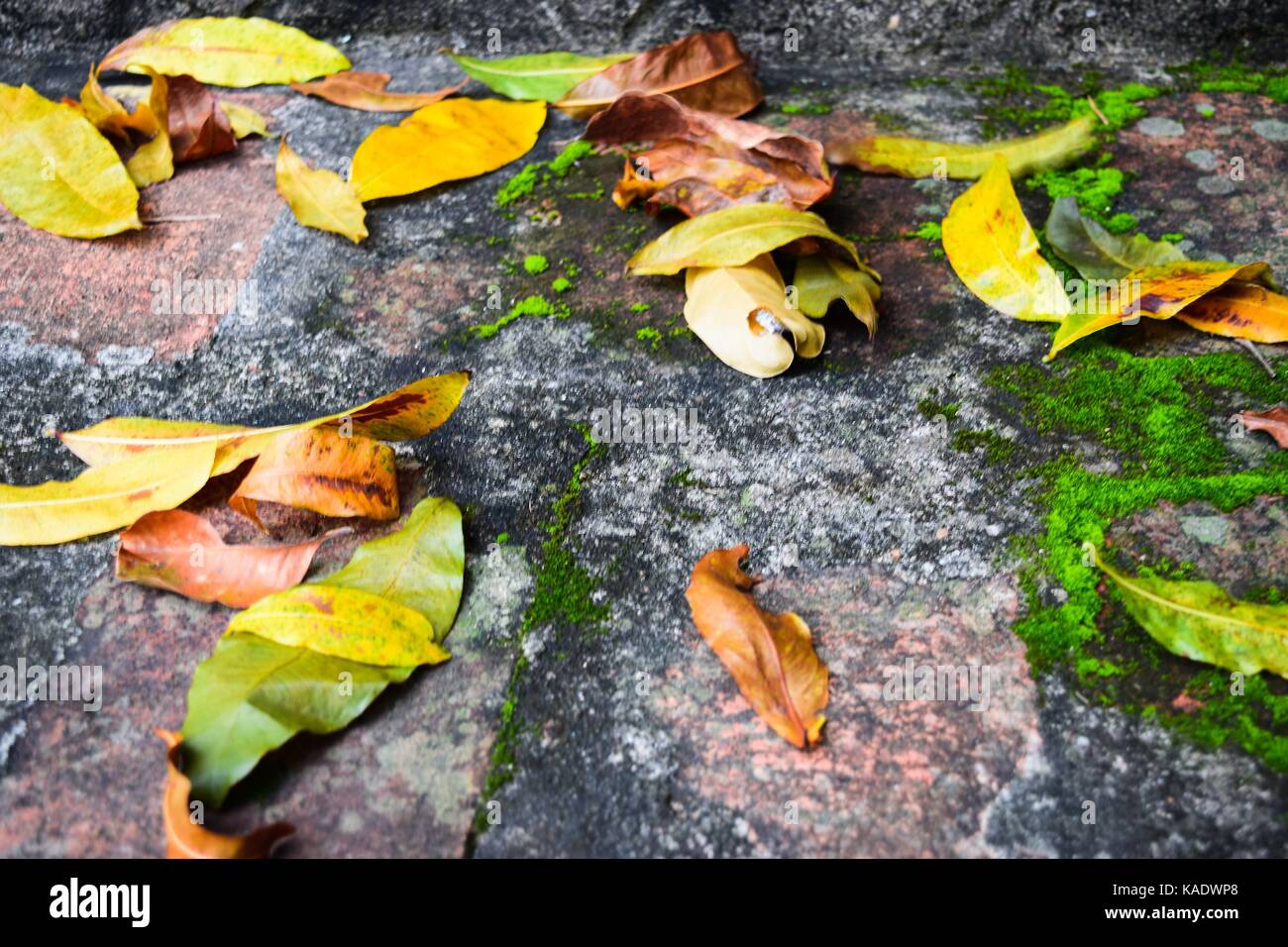 stages covered with autumn foliage Stock Photo - Alamy