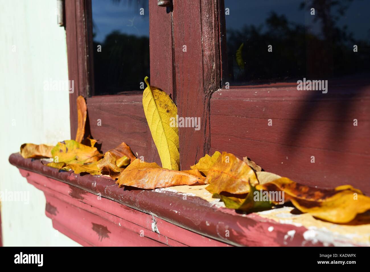faded leaf at wooden window Stock Photo - Alamy