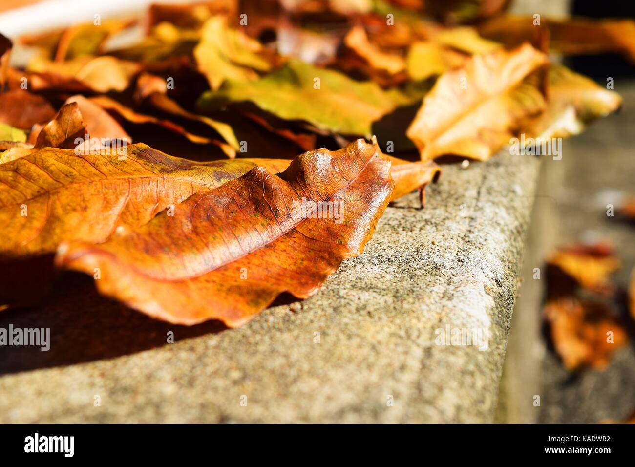 Red, yellow and orange autumn leaves fall background Stock Photo - Alamy