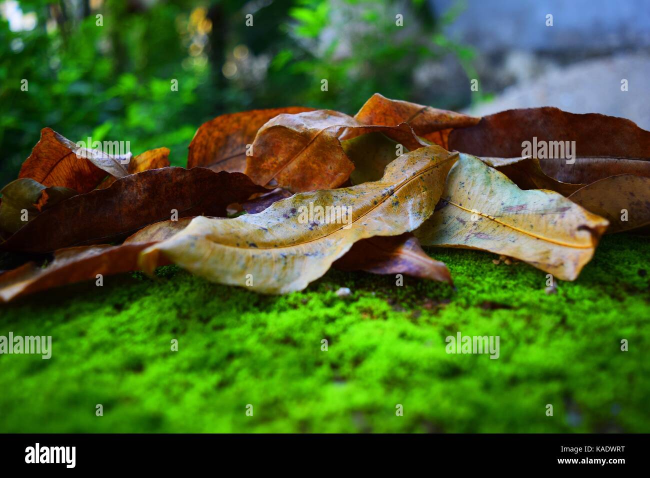 Yellow, orange and red autumn leaves in beautiful fall park Stock Photo ...