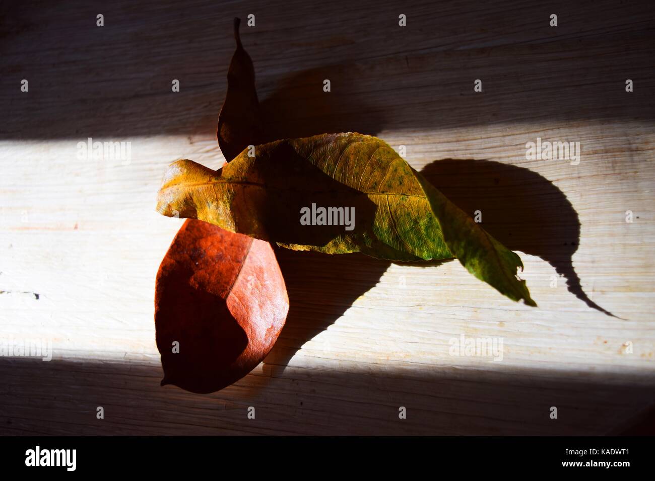 Lights of the autumn leaves background Stock Photo - Alamy