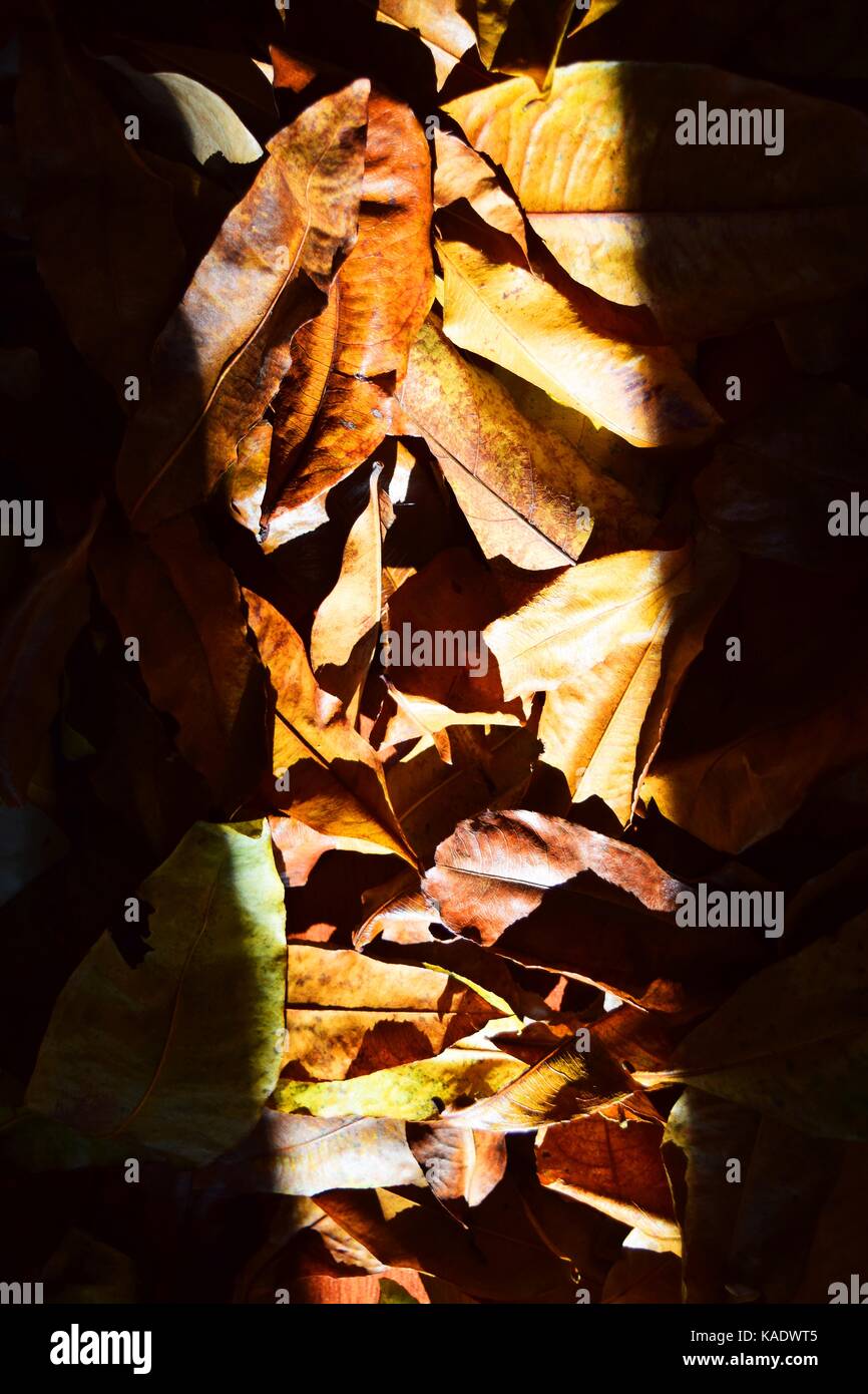 Lights of the autumn leaves background Stock Photo - Alamy