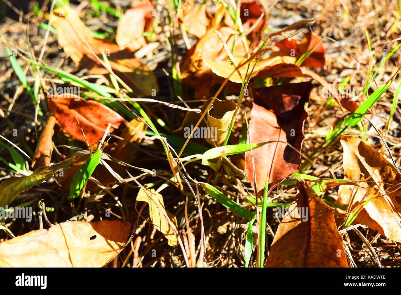 Yellow, orange and red autumn leaves in beautiful fall park Stock Photo ...