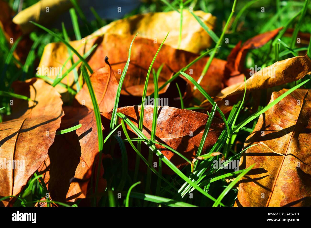 Yellow, orange and red autumn leaves in beautiful fall park Stock Photo ...