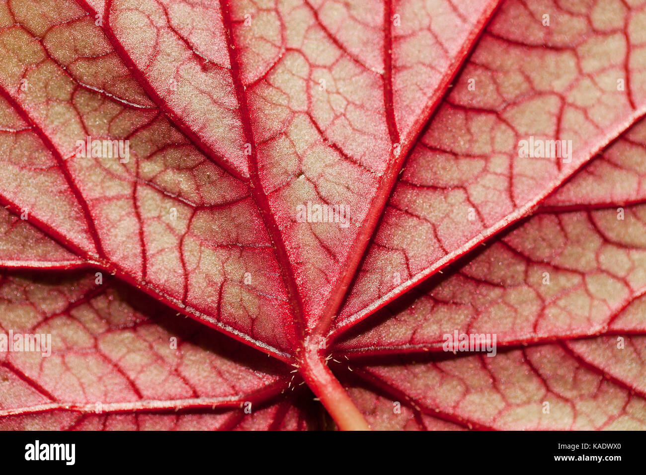 Underside of Hardy begonia leaf showing lateral veins and sublateral ...