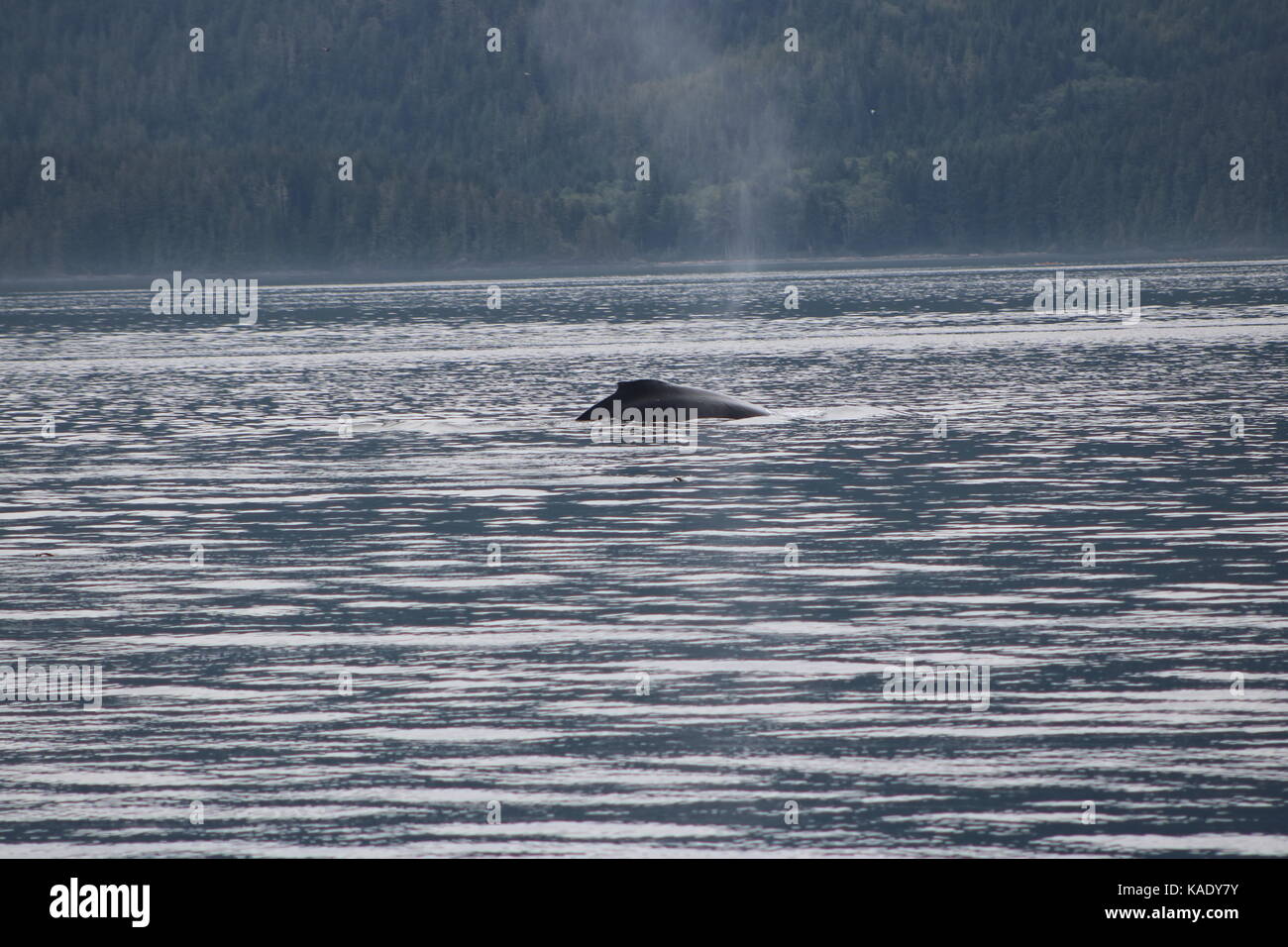 Spouting humpback whale hi-res stock photography and images - Alamy