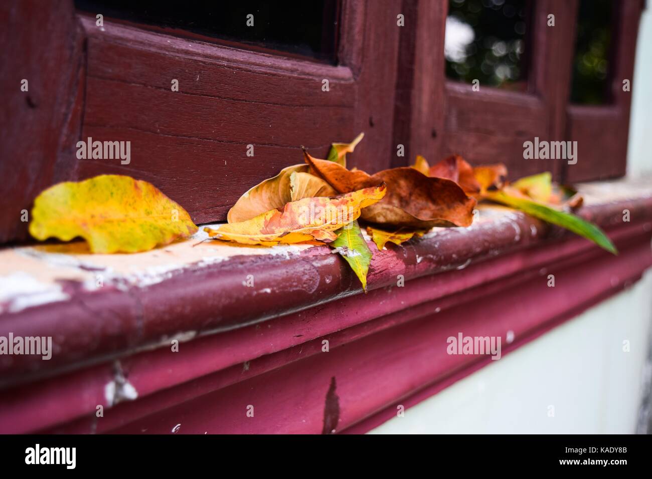autumn background with leaves on window Stock Photo - Alamy
