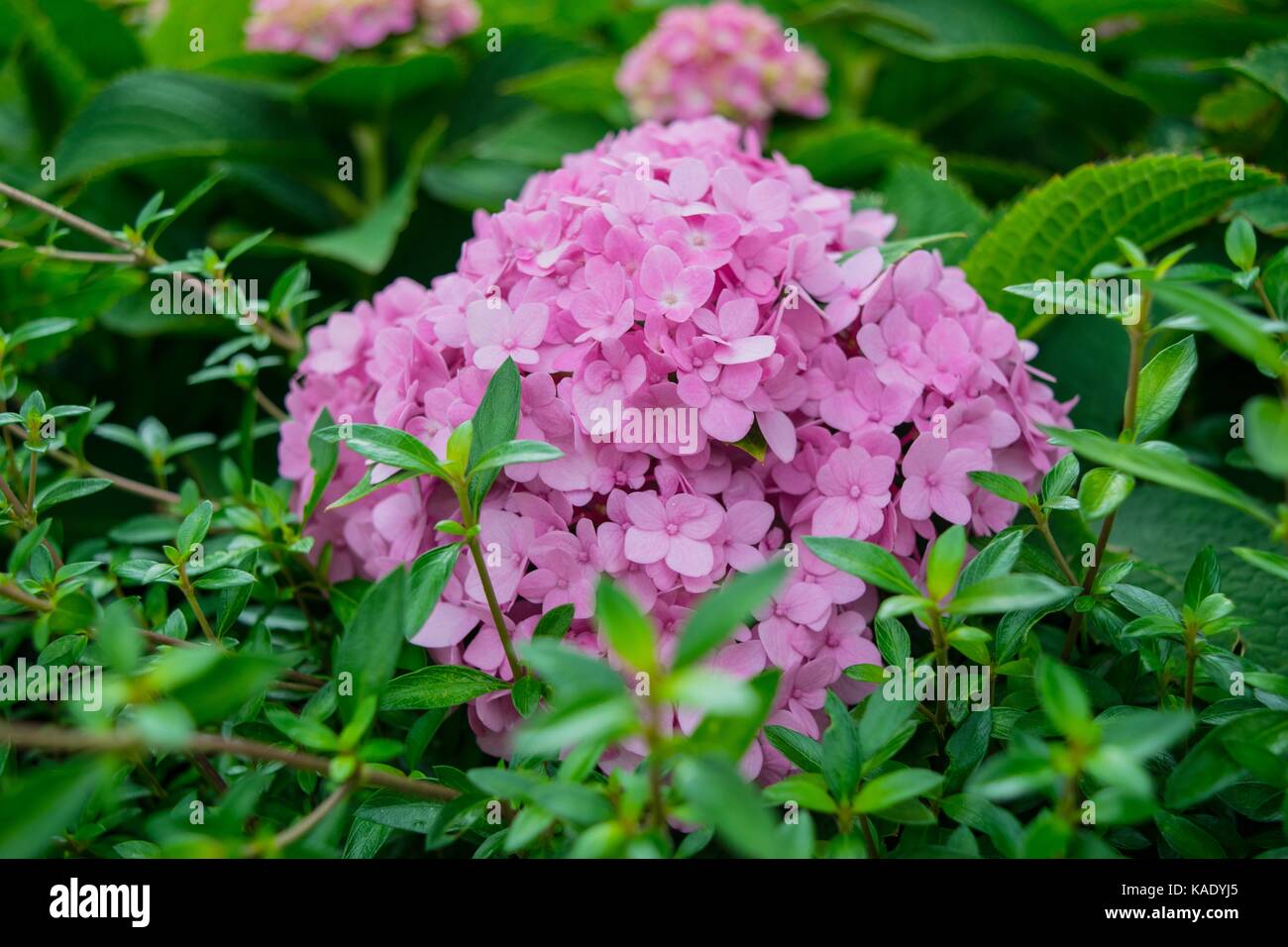 Pink hydrangea flowers Stock Photo - Alamy