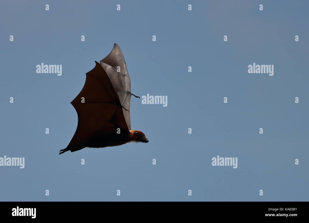 fruit bat flying Stock Photo - Alamy