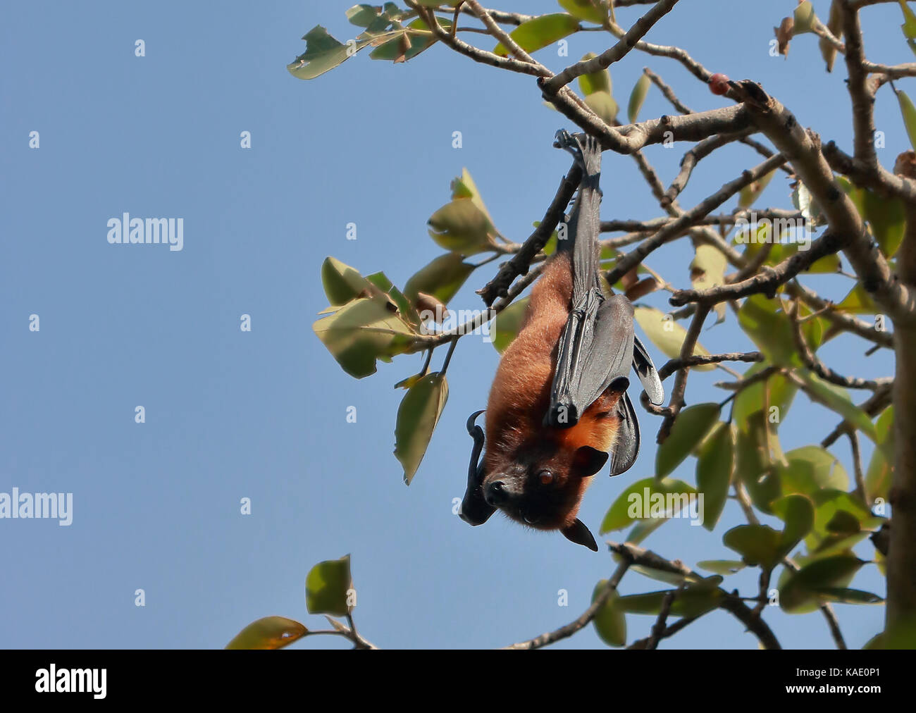 fruit bat hanging Stock Photo - Alamy