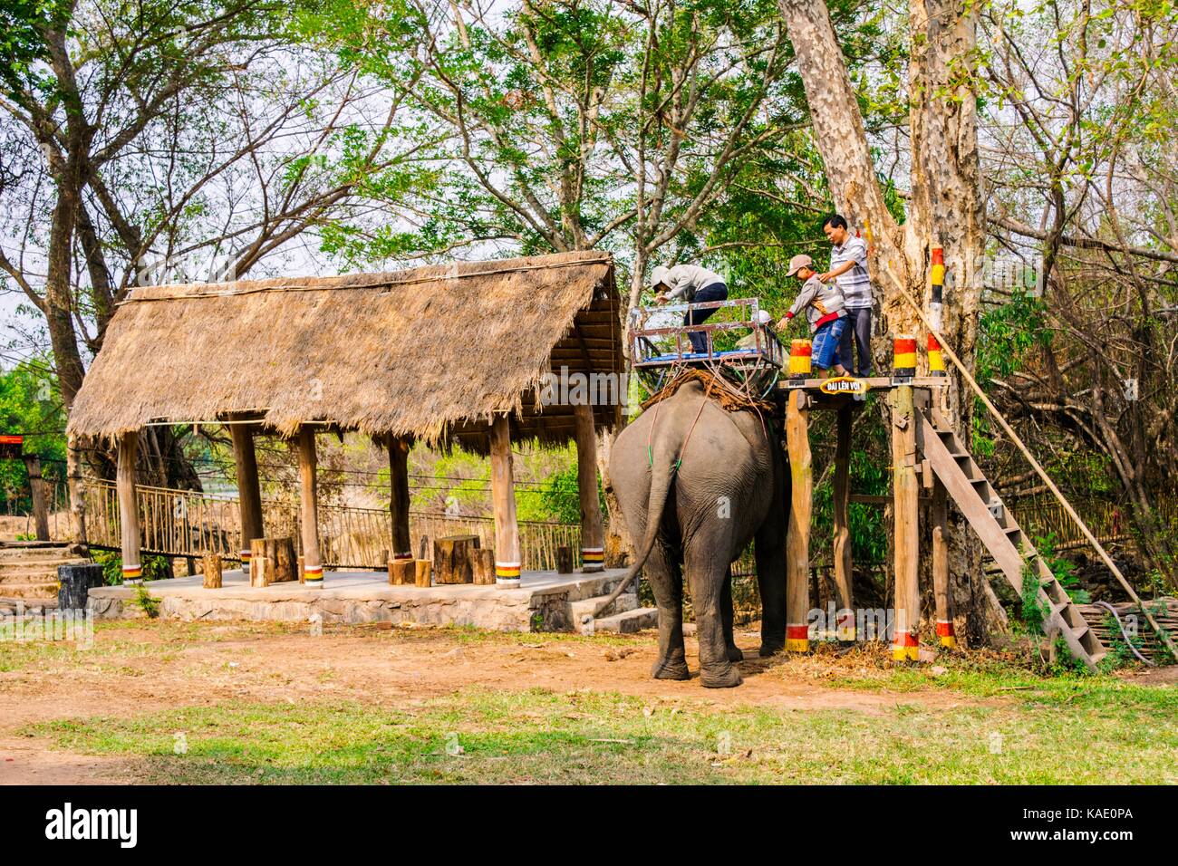 Man rides elephant on path at countryside, mahout ride this animal for ...