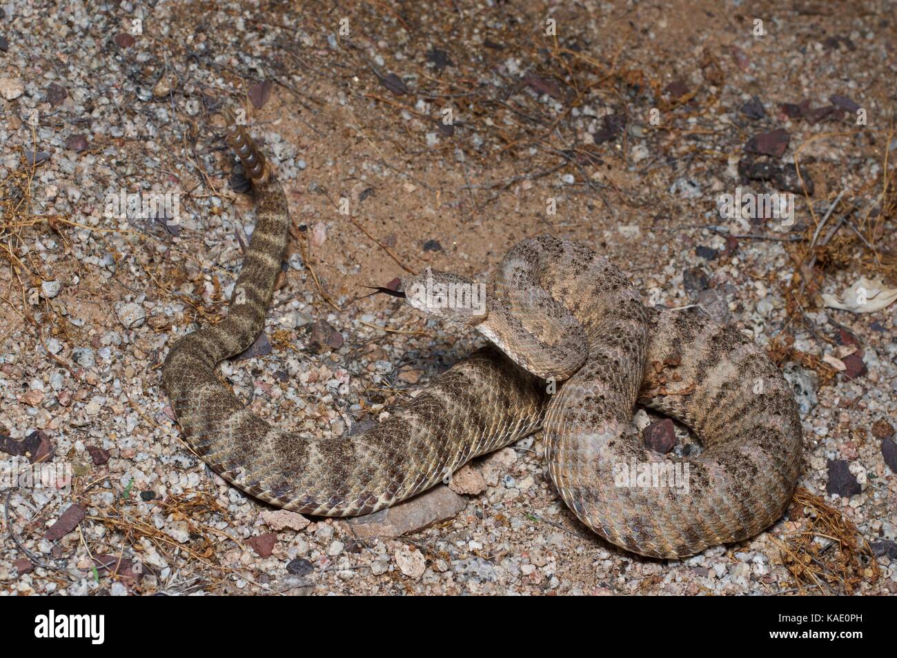 Night tiger snake hi-res stock photography and images - Alamy