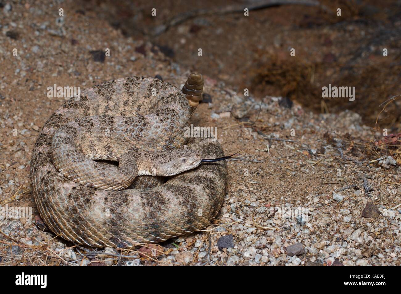 A Tiger Rattlesnake (Crotalus tigris) in a defensive position at night ...