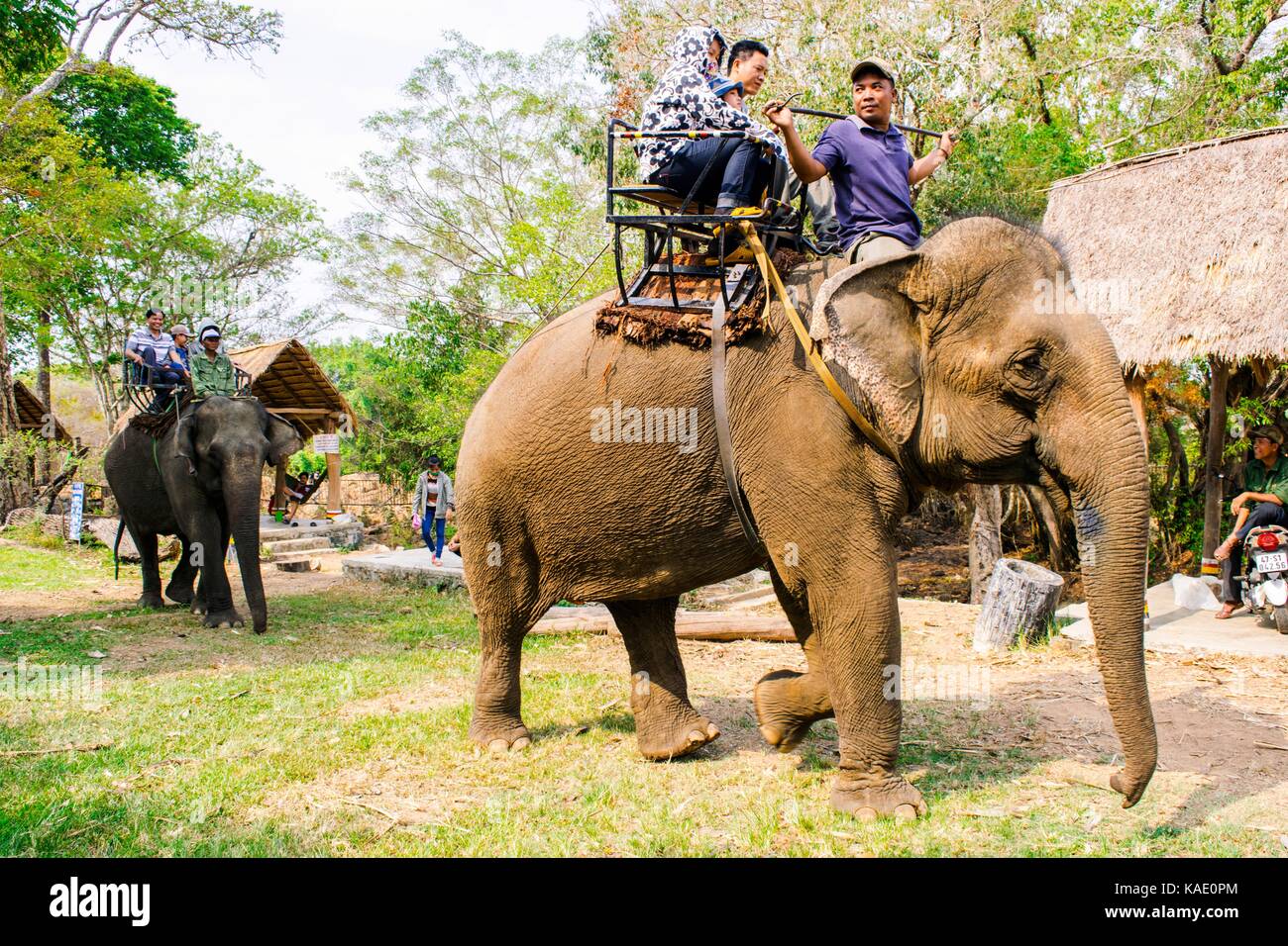 Man rides elephant on path at countryside, mahout ride this animal for ...