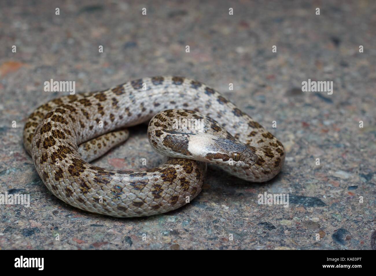 Nightsnake hi-res stock photography and images - Alamy