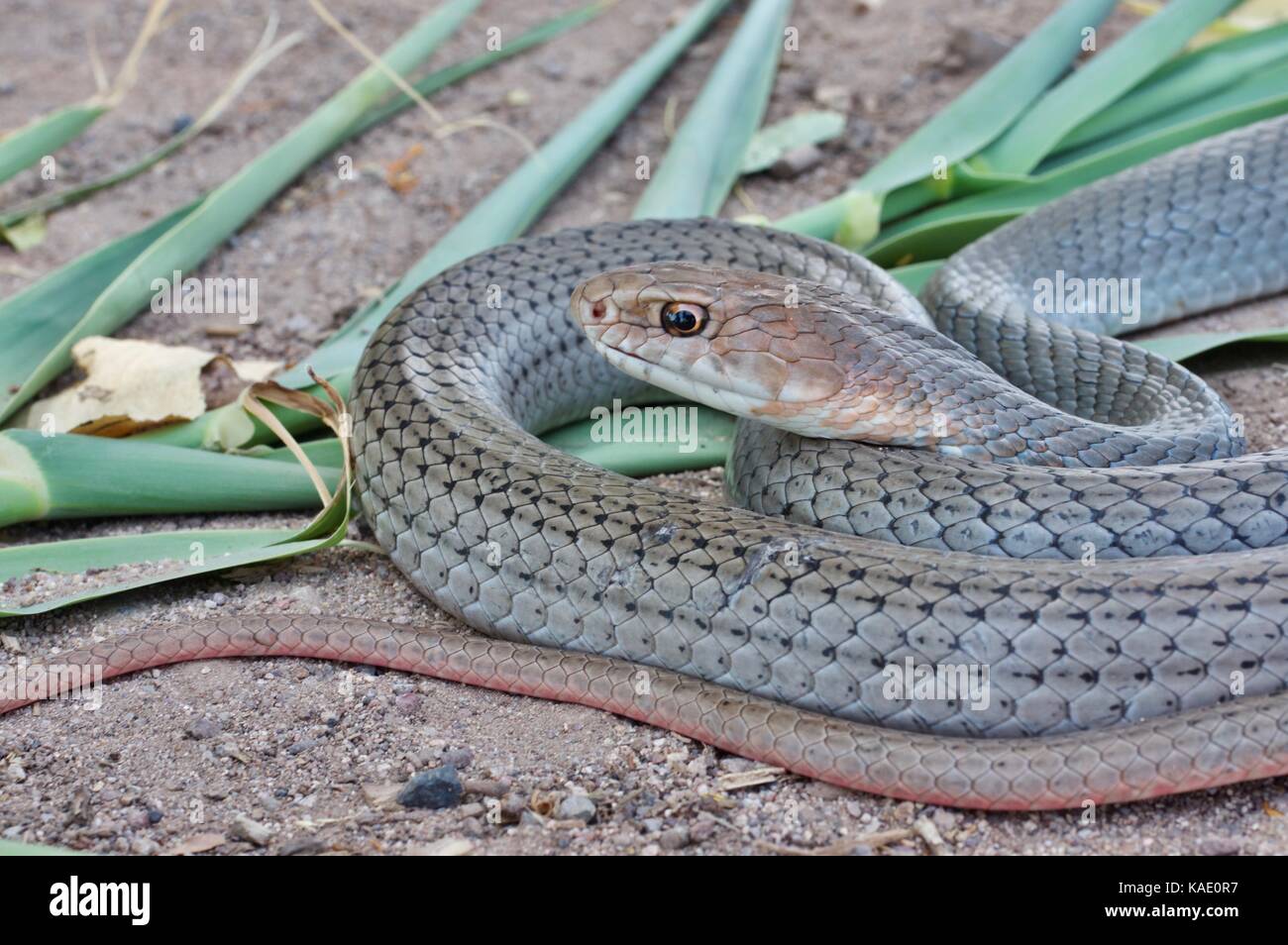 Coluber mentovarius hi-res stock photography and images - Alamy