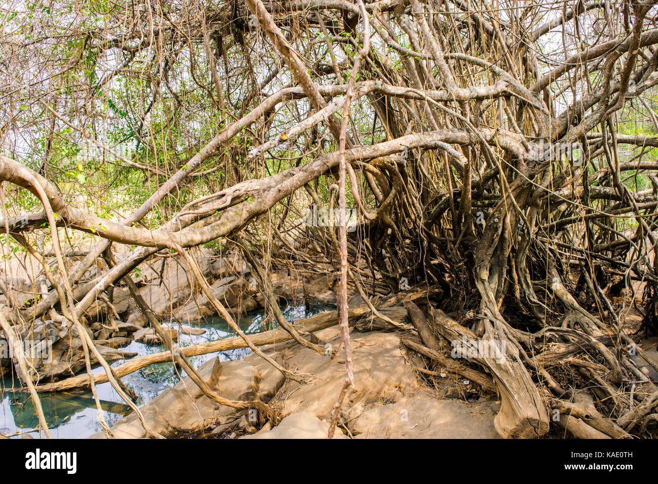 big tree root Stock Photo - Alamy