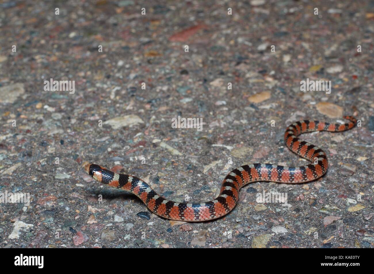 A Thornscrub Hook-nosed Snake (Gyalopion quadrangulare) on a paved road ...