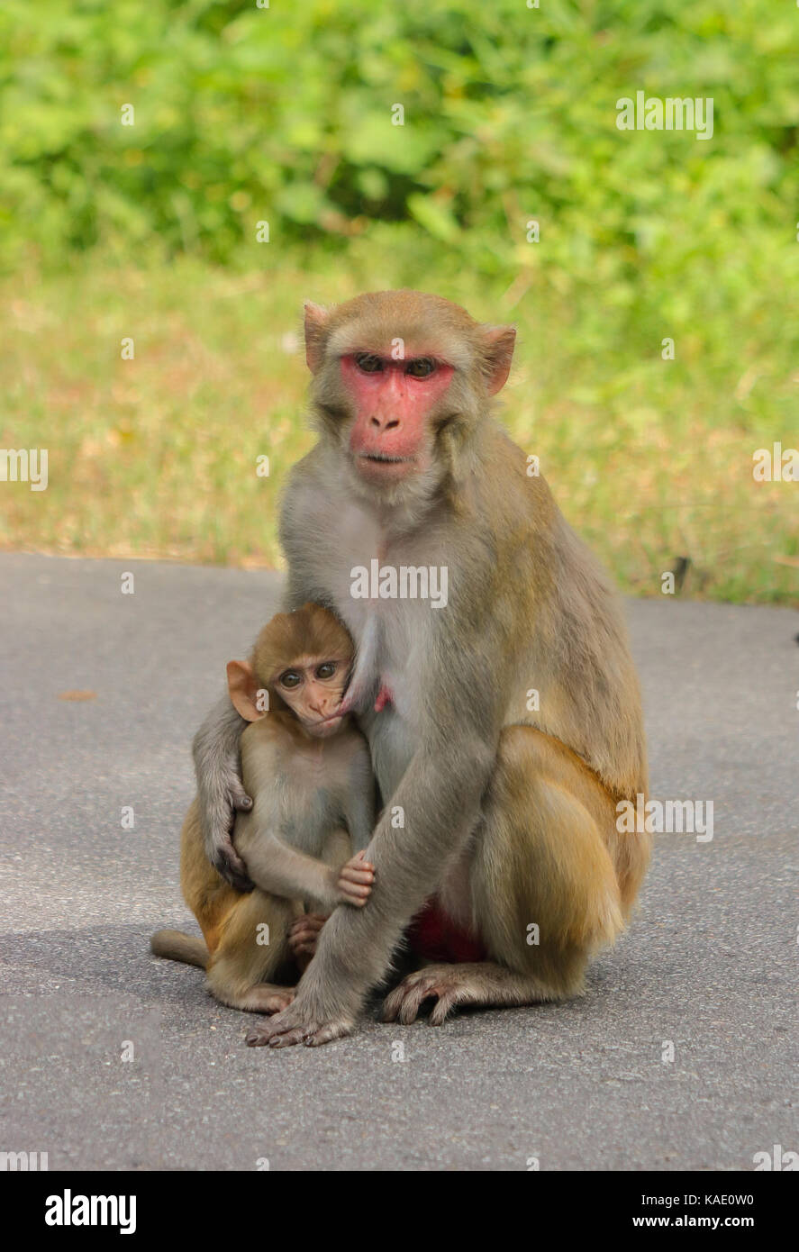 Monkey mother milk feeding hi-res stock photography and images - Alamy