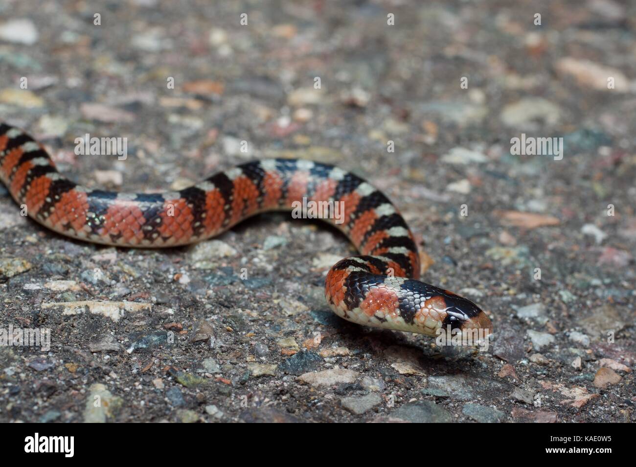 A Thornscrub Hook-nosed Snake (Gyalopion quadrangulare) on a paved road ...