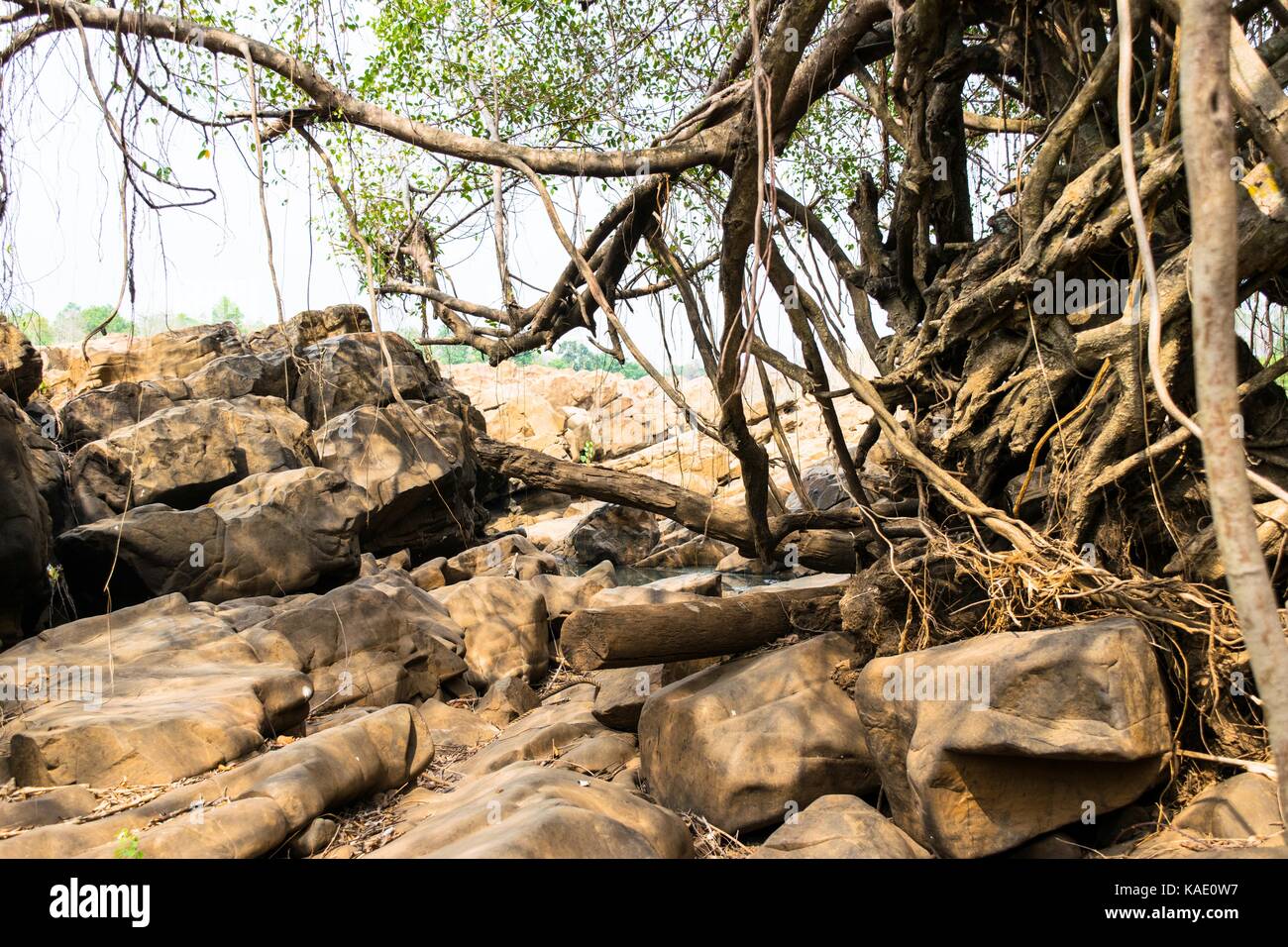 big tree root Stock Photo - Alamy