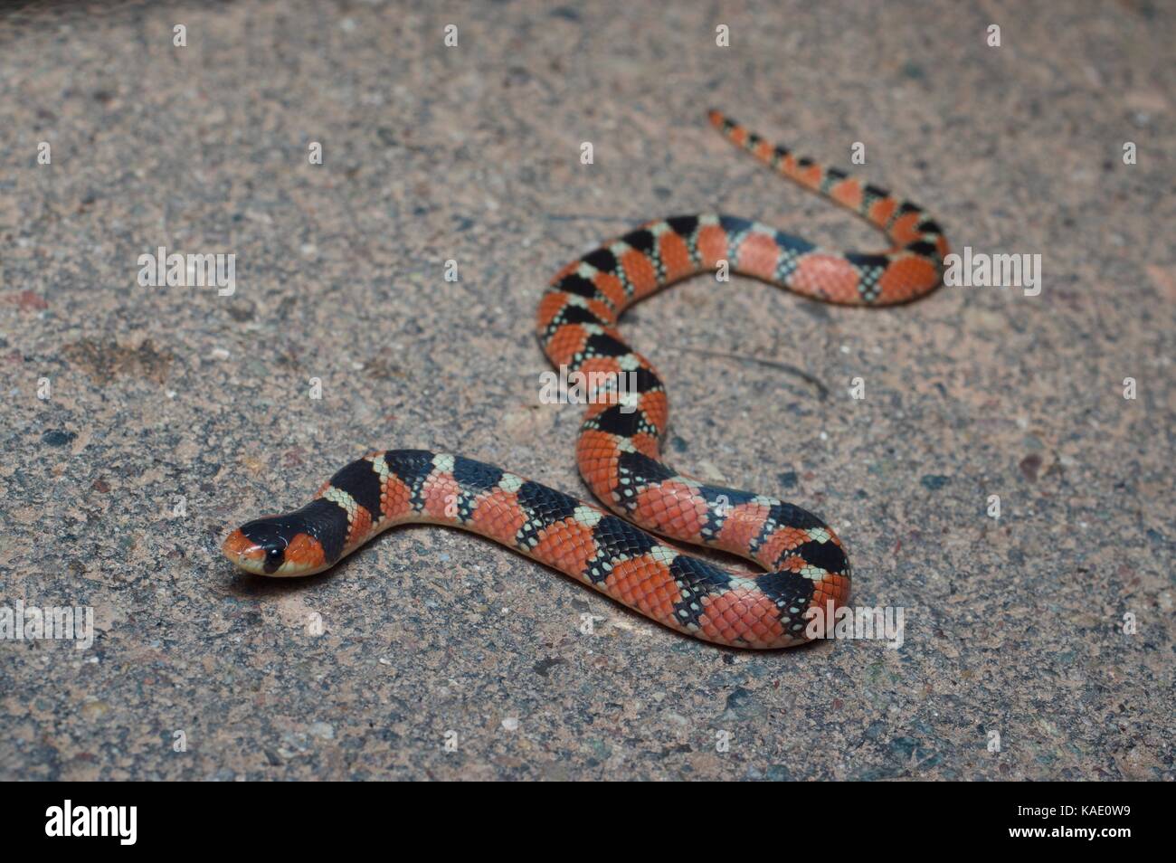 A Thornscrub Hook-nosed Snake (Gyalopion quadrangulare) on a paved road ...