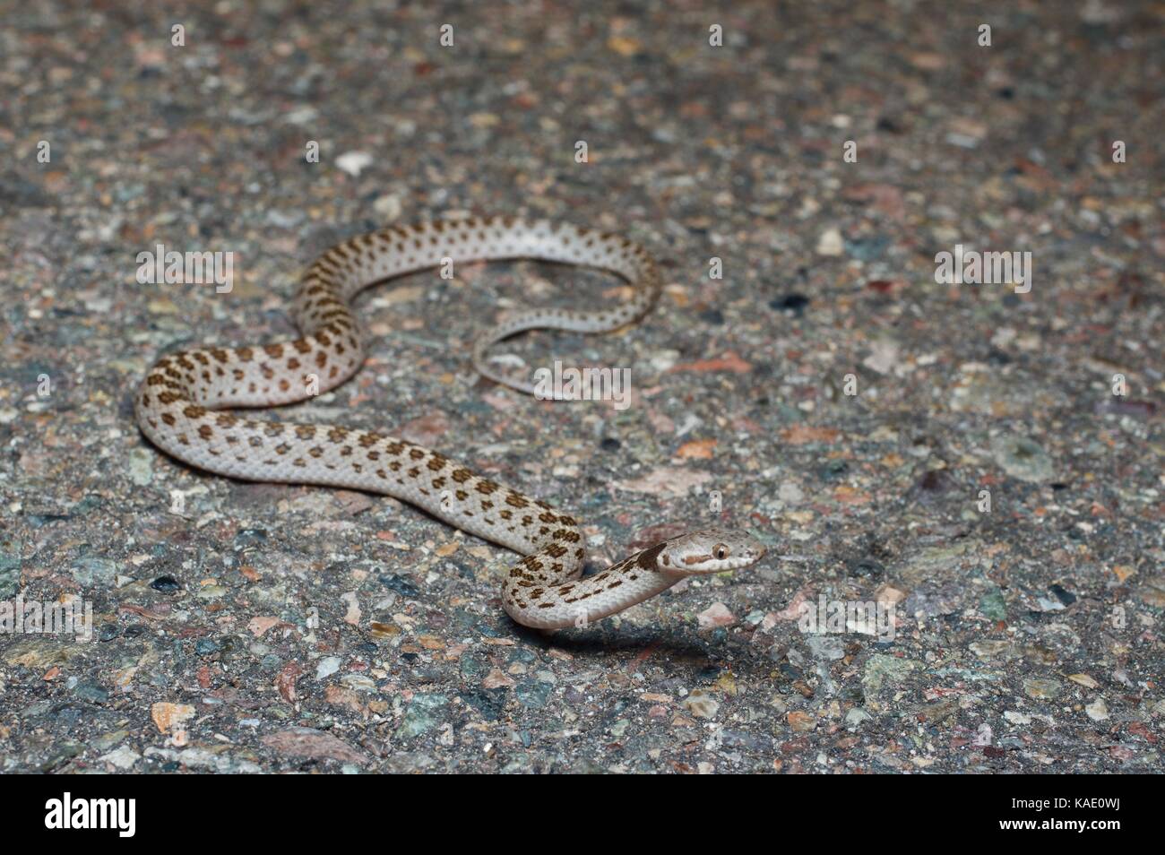 A nightsnake (Hypsiglena cf. chlorophaea) on a paved road at night near ...