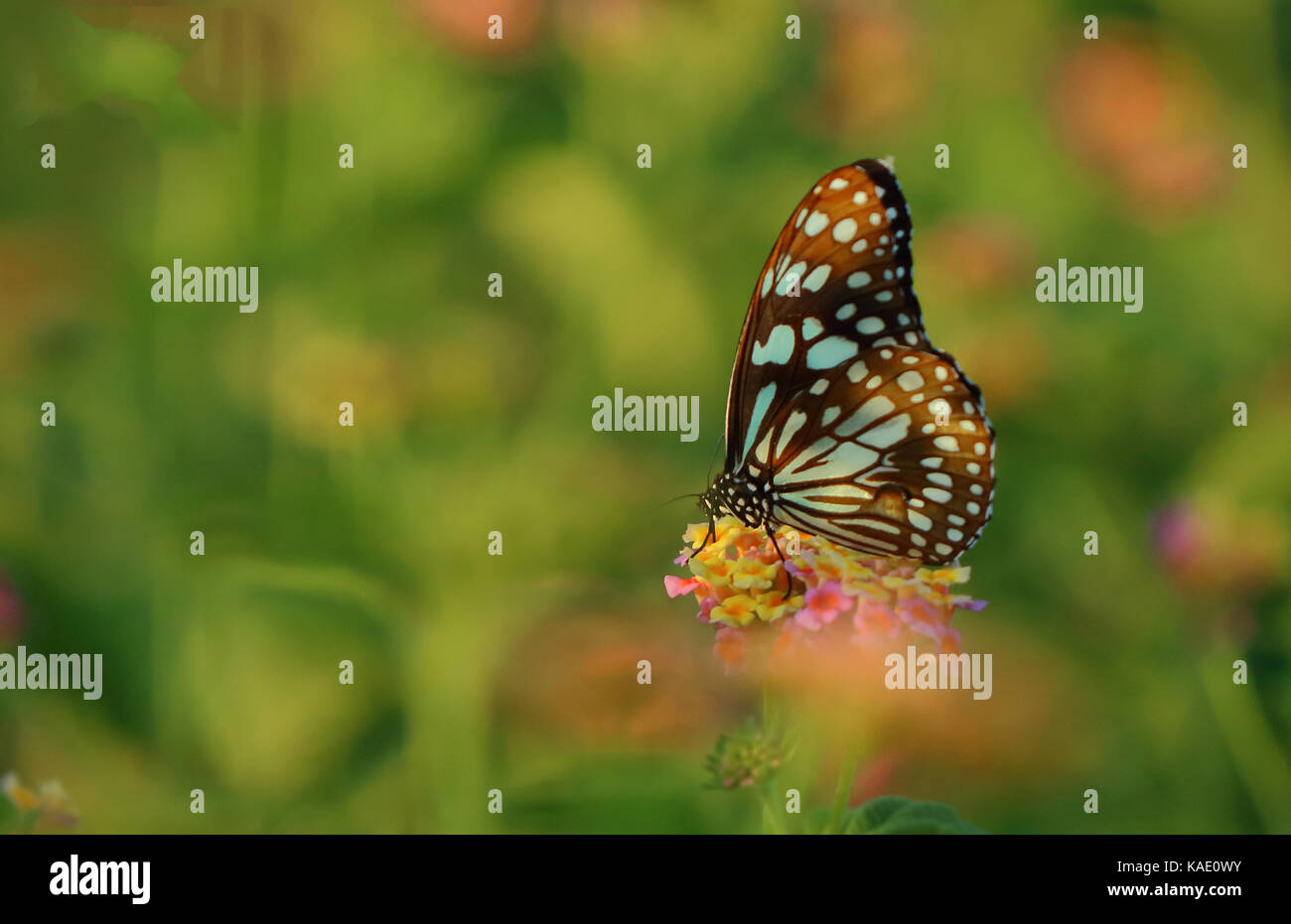 portrait of butterfly Stock Photo - Alamy
