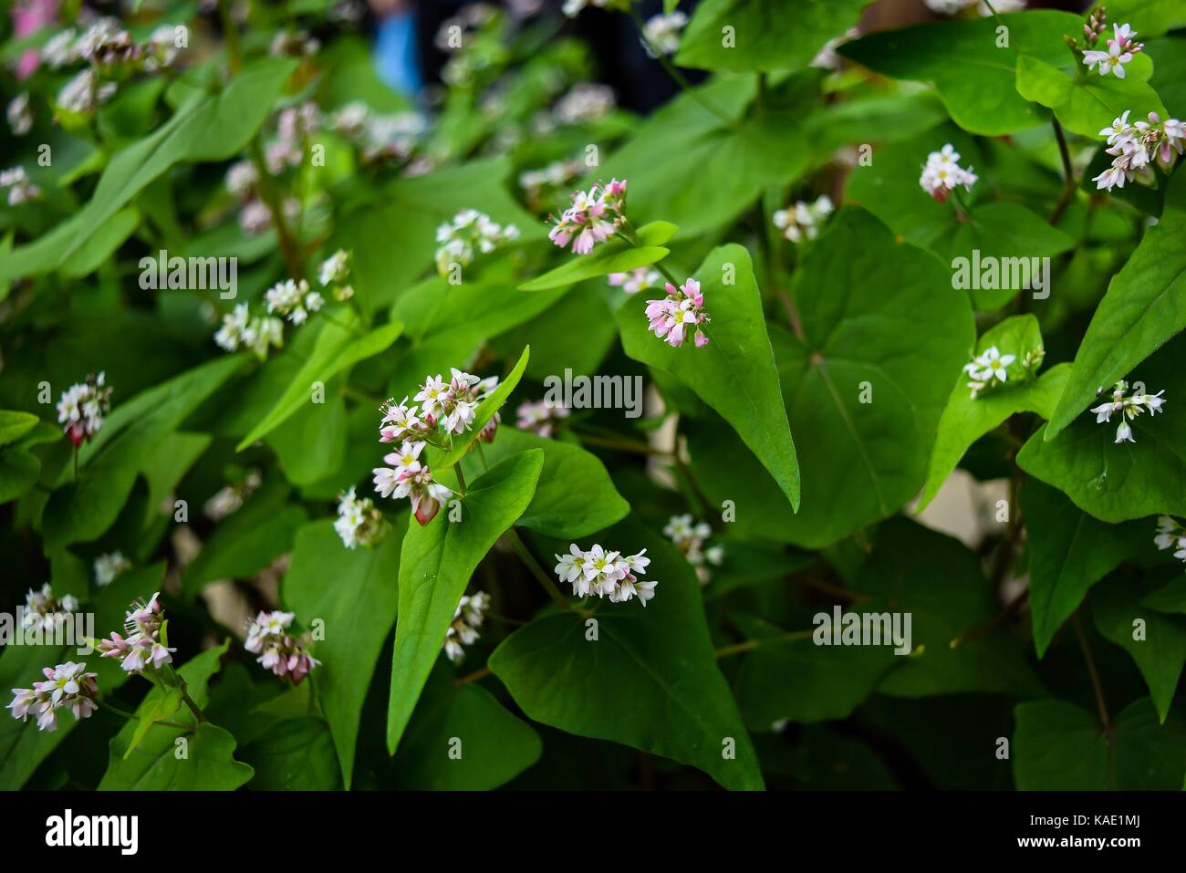 Tam giac mach hi-res stock photography and images - Alamy