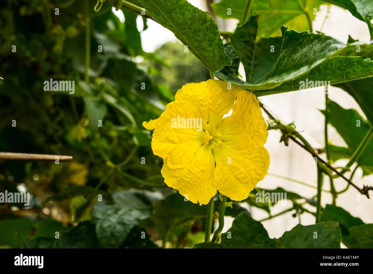 Melon flower hi-res stock photography and images - Alamy