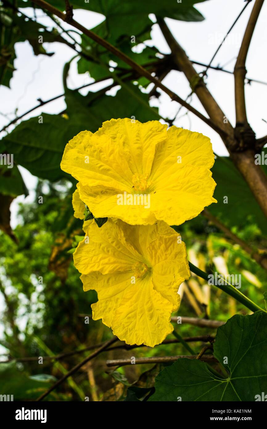 Melon flower hi-res stock photography and images - Alamy