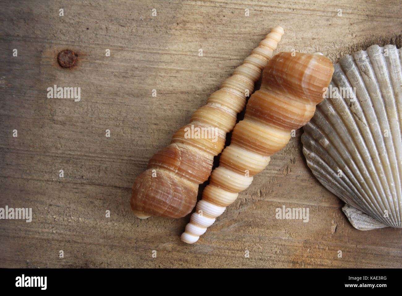 Turret shells hi-res stock photography and images - Alamy