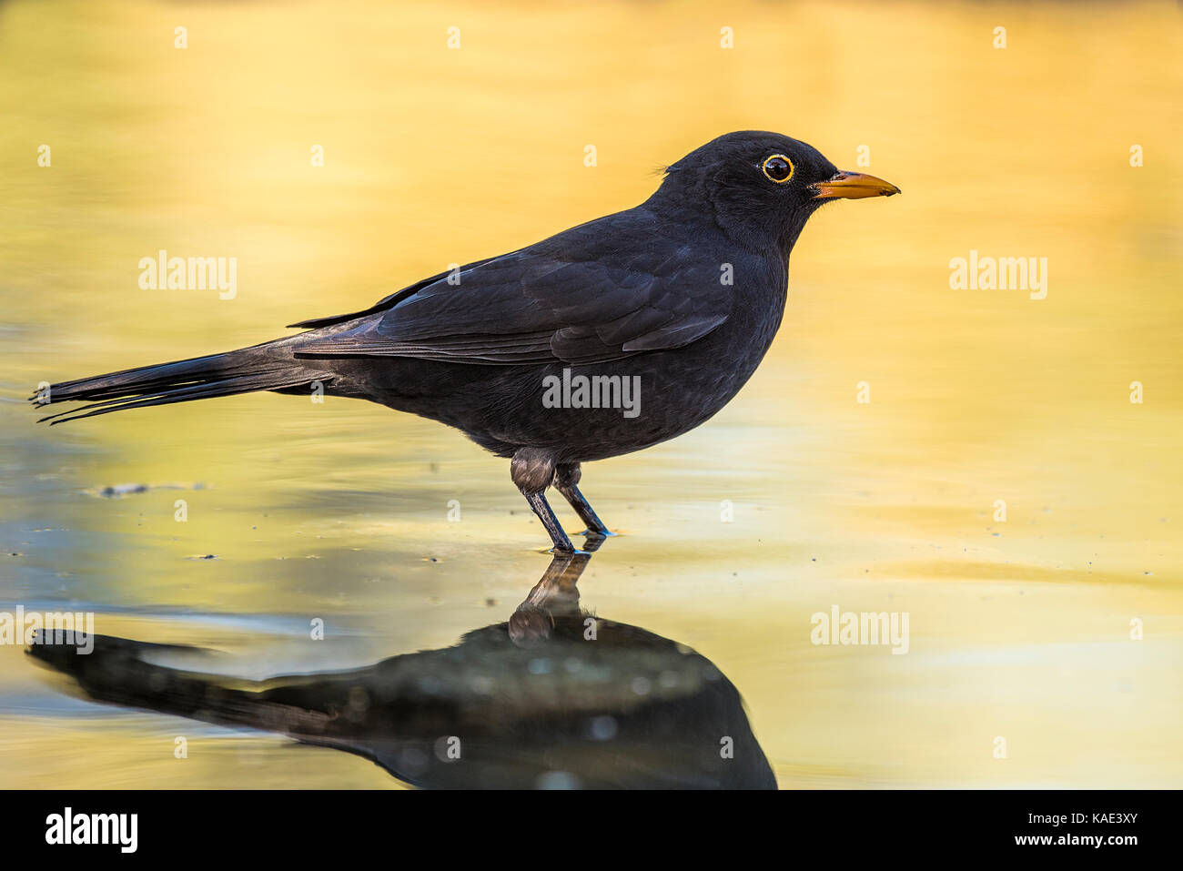 Blackbird turdus merula breeding hi-res stock photography and images ...