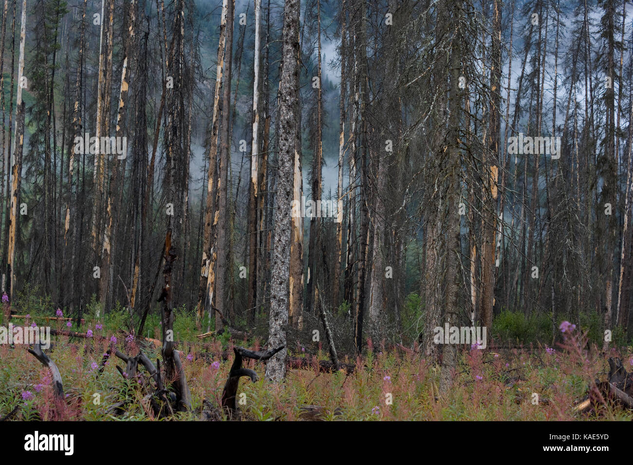 Burnt forest canada hi-res stock photography and images - Alamy