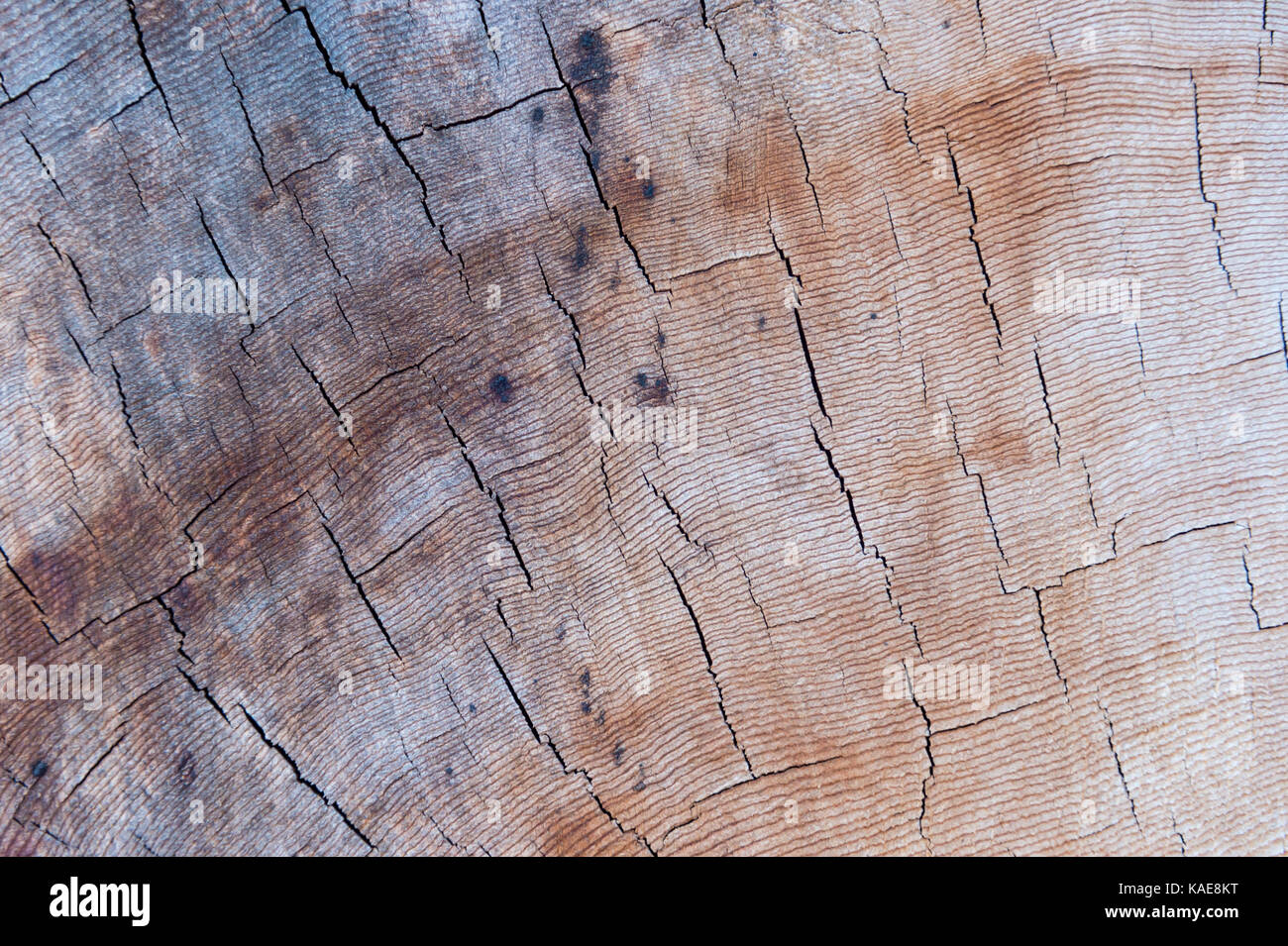 Cedar circle hi-res stock photography and images - Alamy