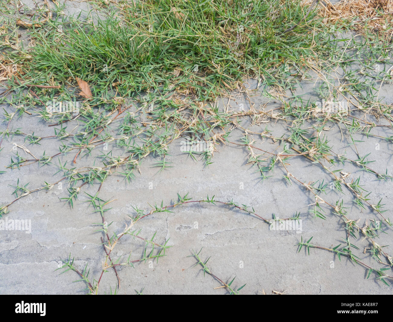 Close up of a weeds ground stone floor Stock Photo - Alamy