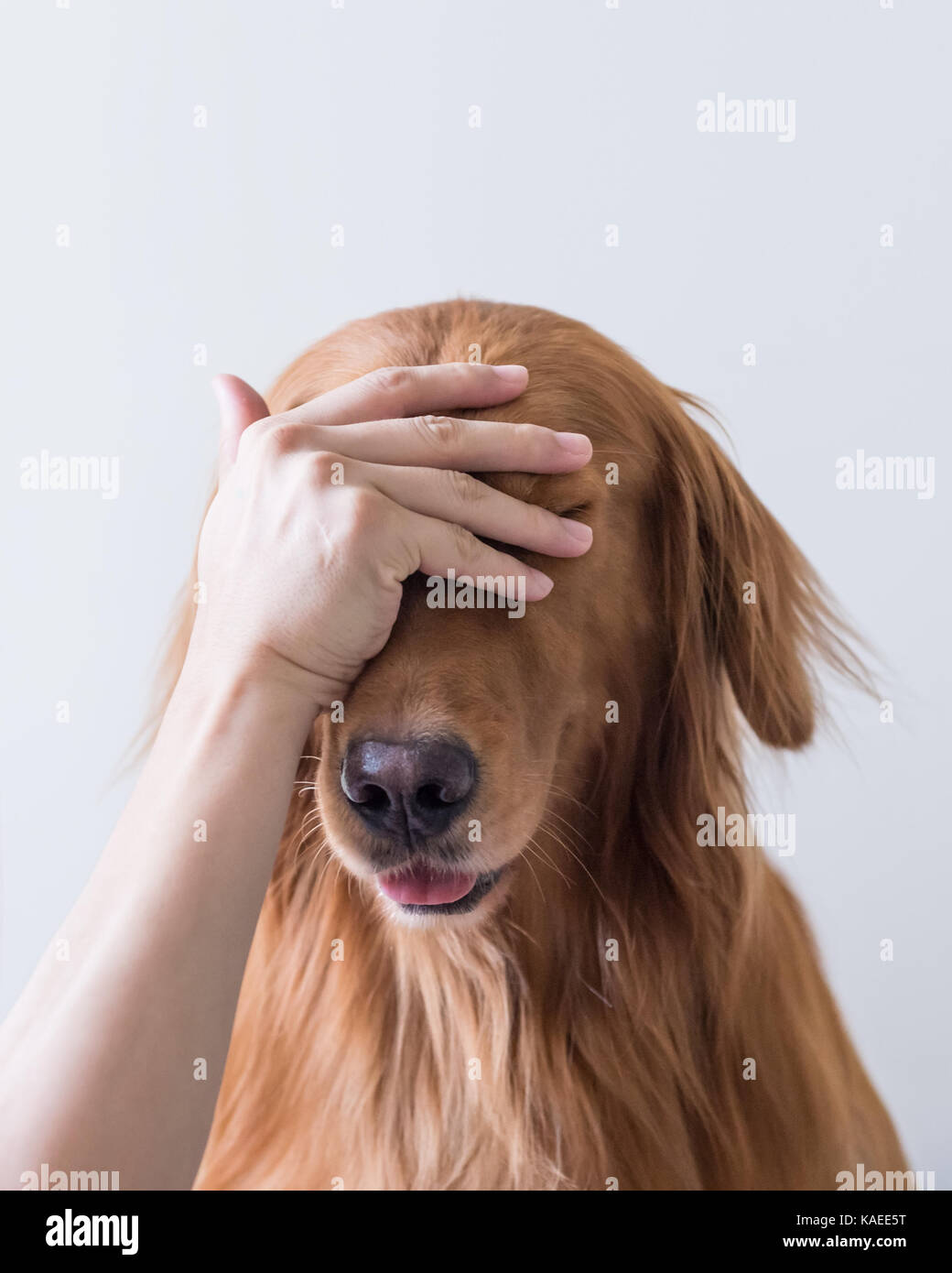 Golden retriever face hi-res stock photography and images - Alamy