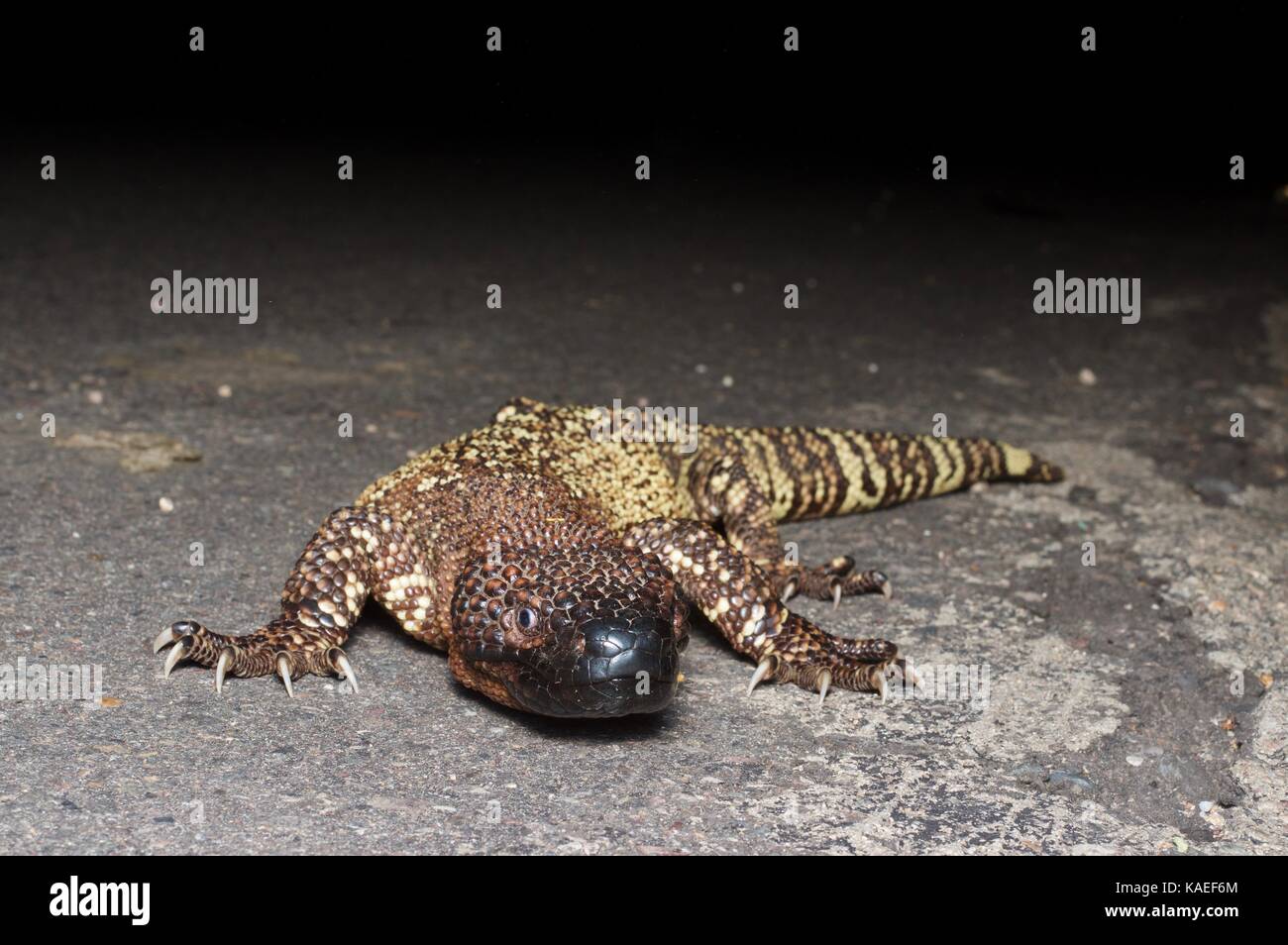 A Rio Fuerte Beaded Lizard (Heloderma horridum exasperatum) on a paved ...
