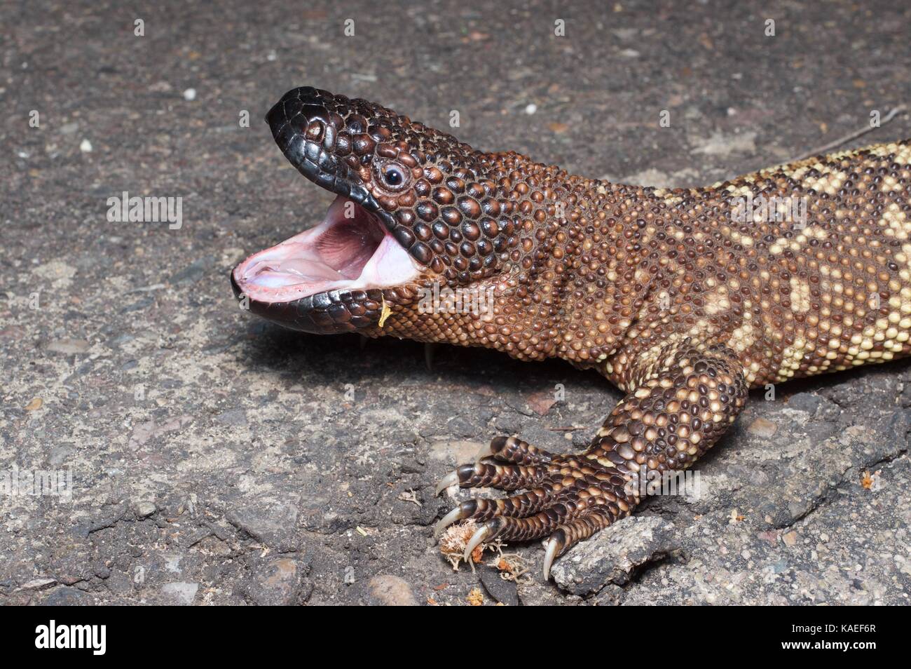 A Rio Fuerte Beaded Lizard (Heloderma horridum exasperatum) on a paved ...