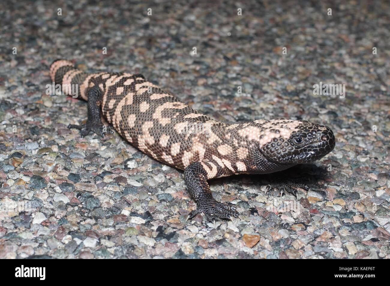 A Reticulate Gila Monster (Heloderma suspectum suspectum) on a paved ...