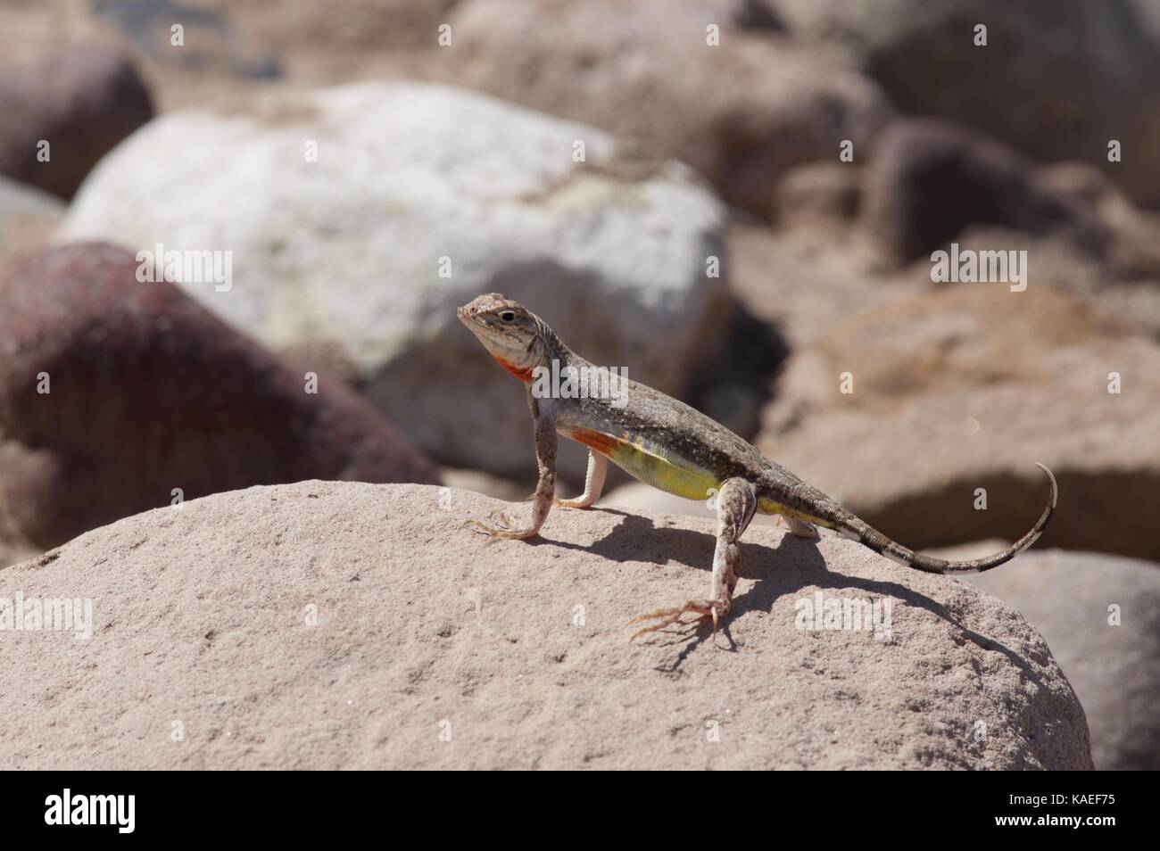 An Eastern Zebra-tailed Lizard (Callisaurus draconoides ventralis ...