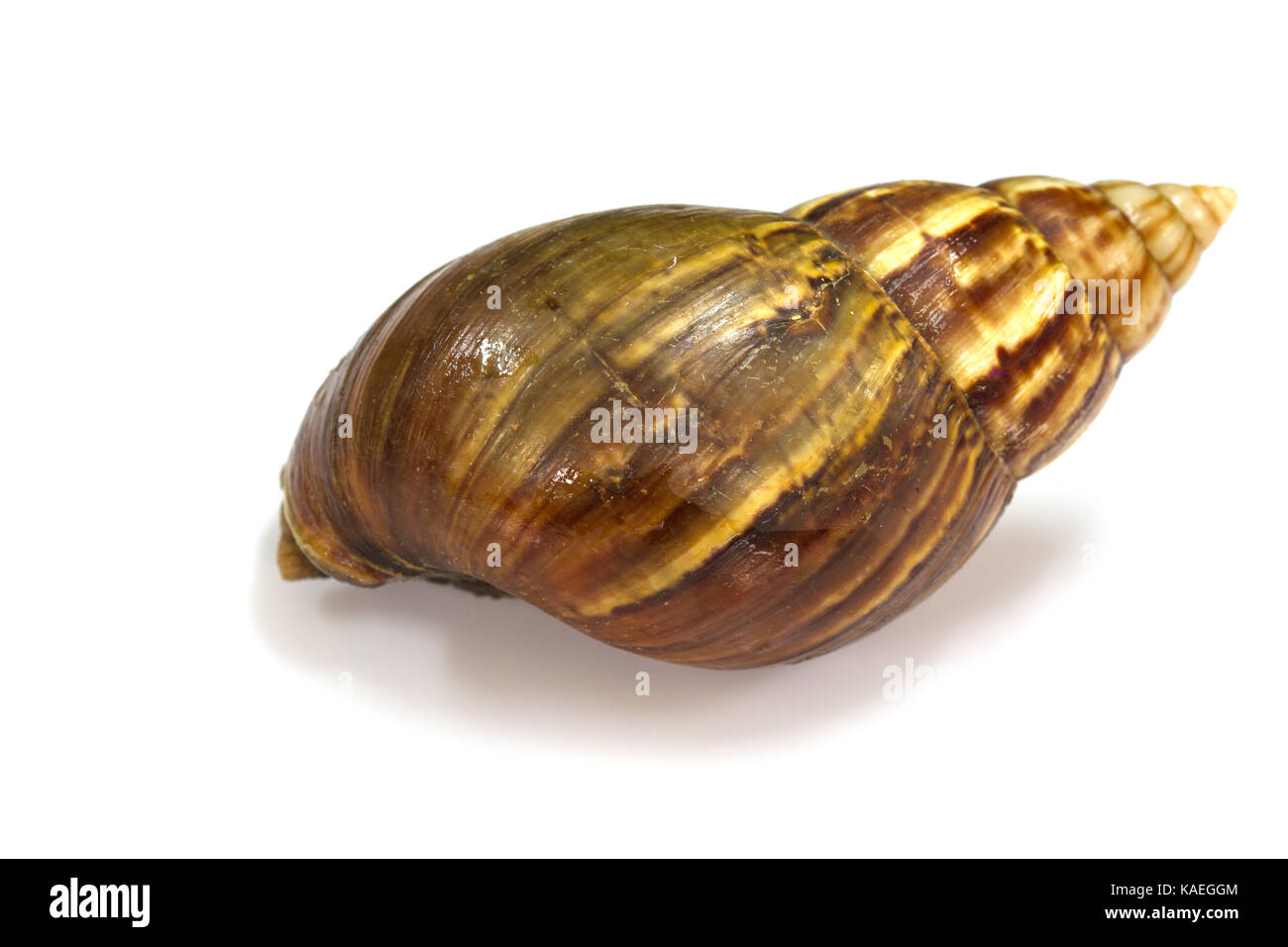 Close up Giant Achatina snail on white background Stock Photo - Alamy