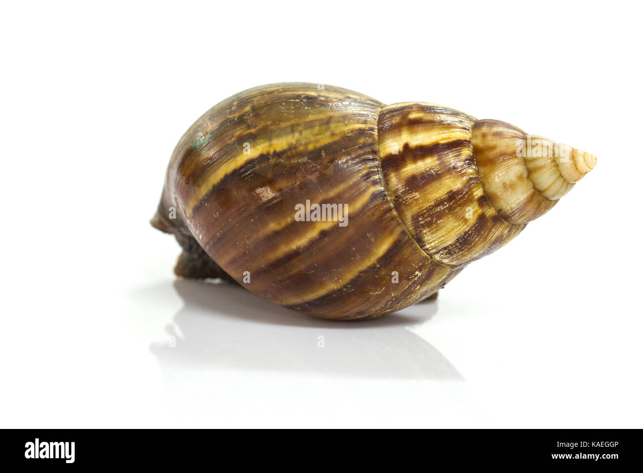 Closeup brown achatina snail Cut Out Stock Images & Pictures - Alamy