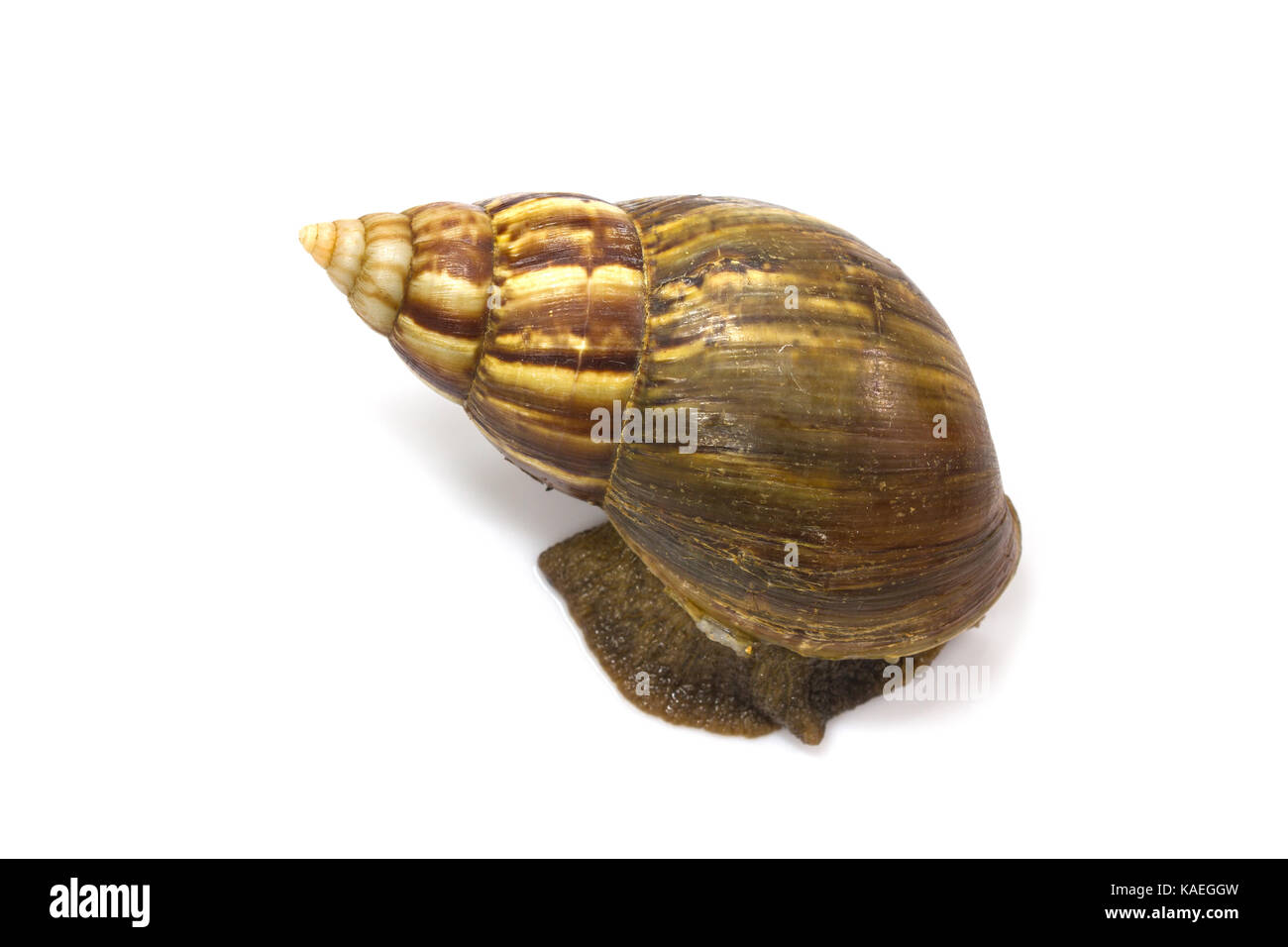 Close up Giant Achatina snail on white background Stock Photo - Alamy