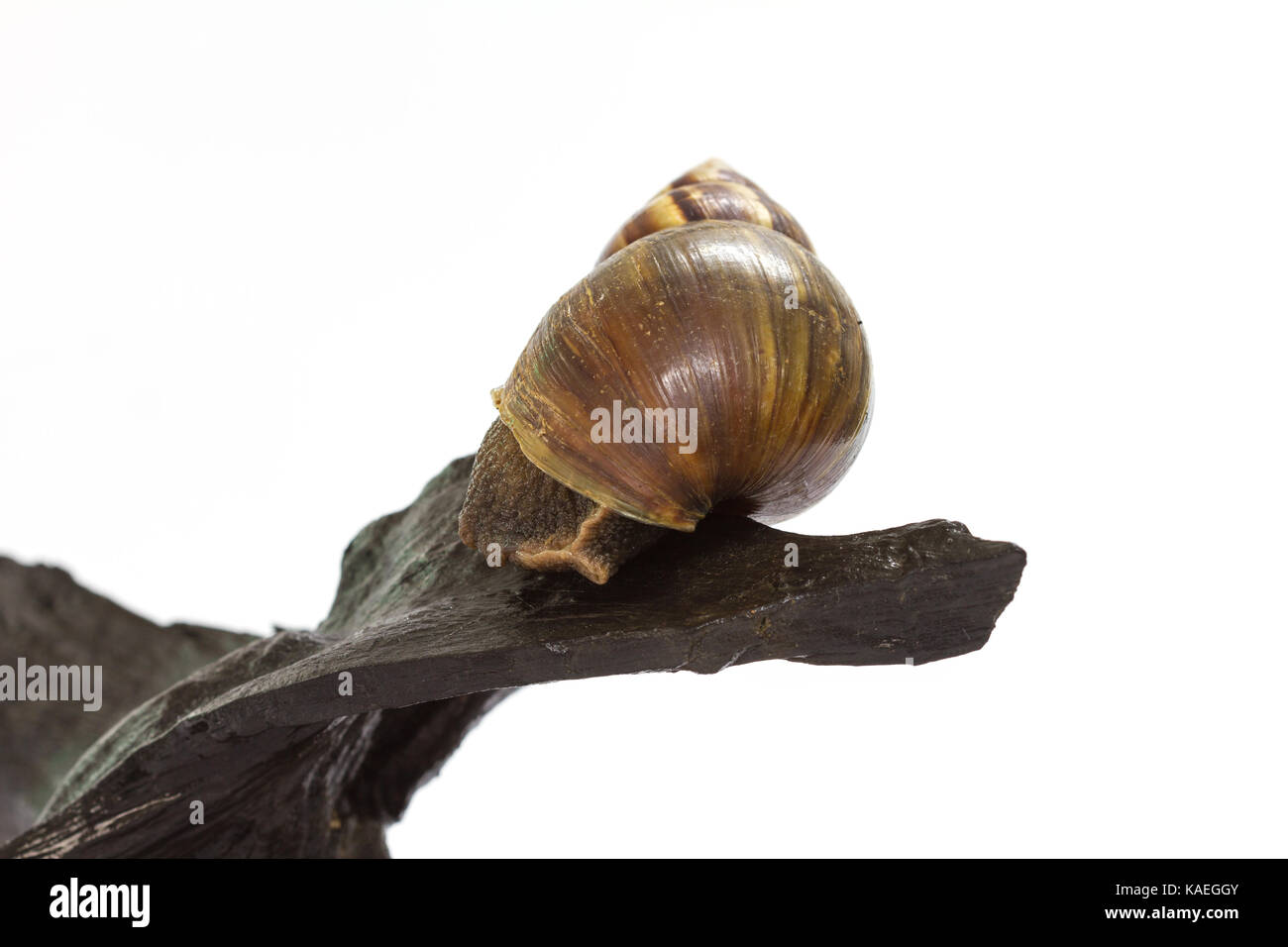 Close up Giant Achatina snail on log over white background Stock Photo ...