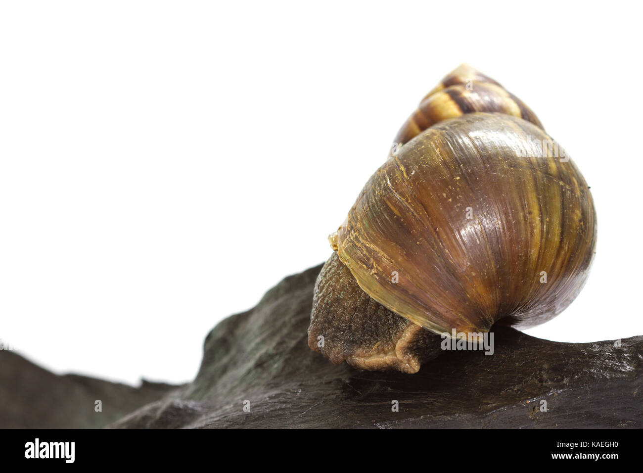 Close up Giant Achatina snail on log over white background Stock Photo ...